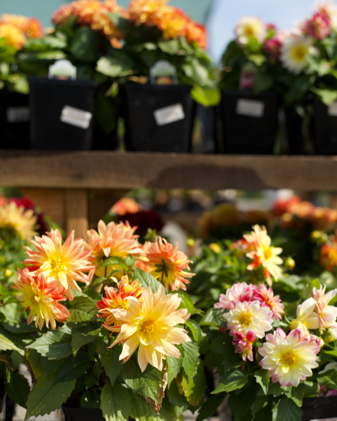 Garden Center – Skagit Acres