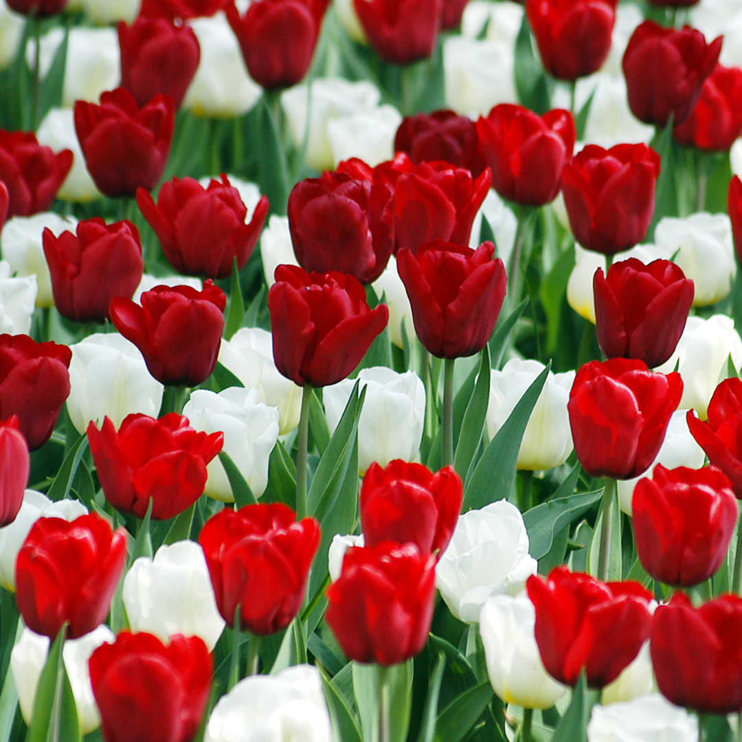 Fire & Ice Mix – Skagit Acres