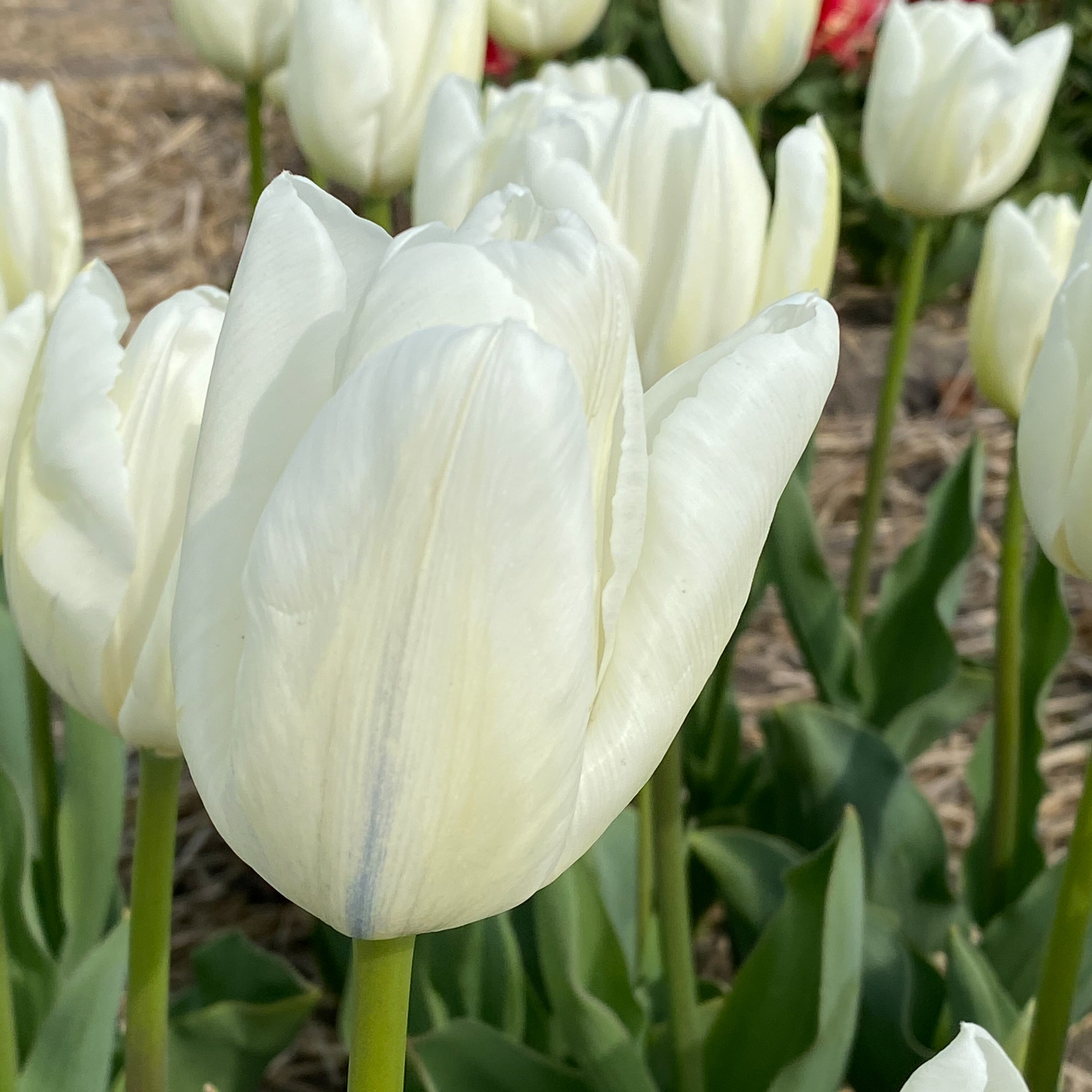 Hakuun – Skagit Acres